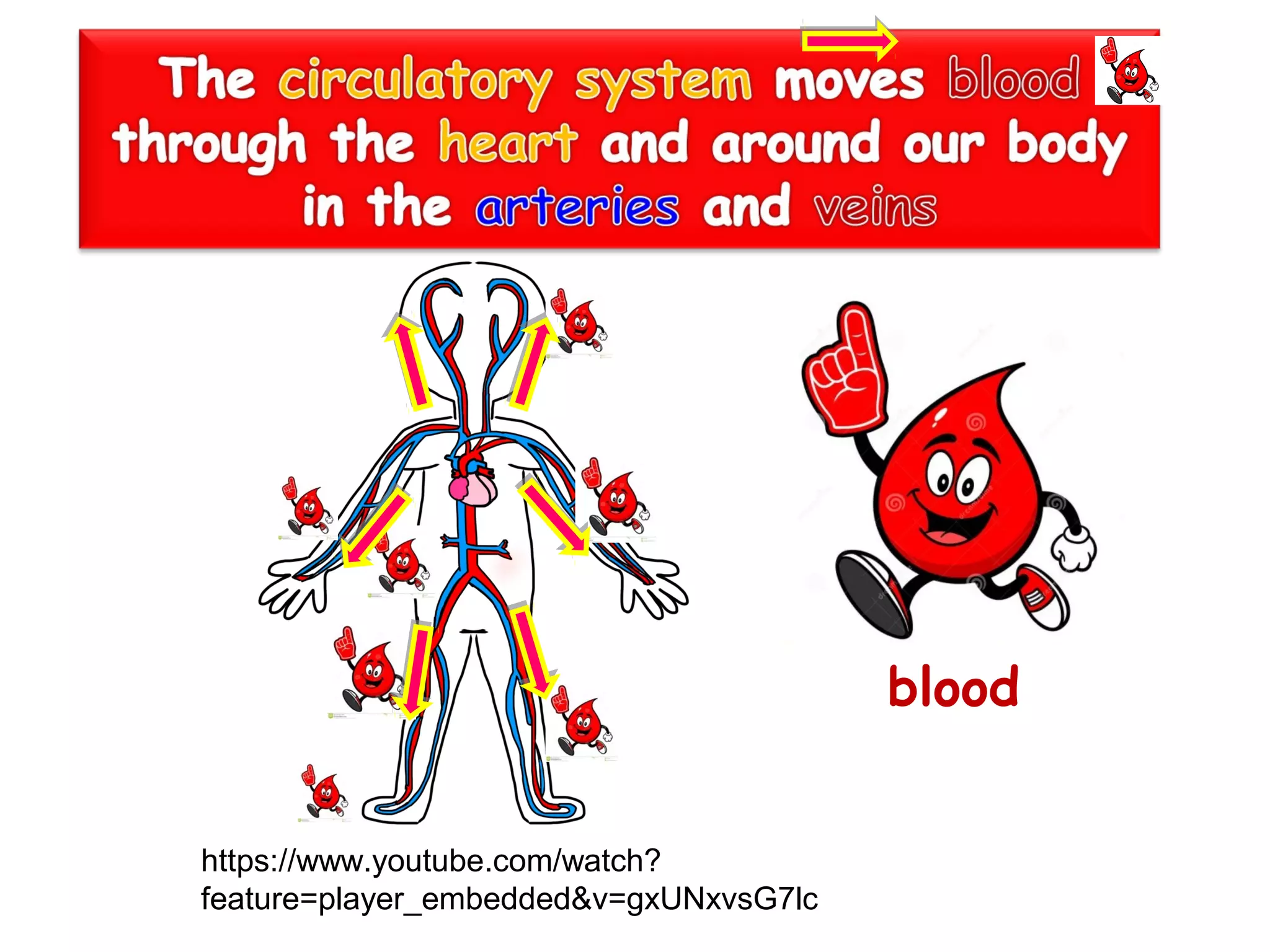 Circulatory system | PPT