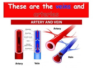 Circulatory system | PPT