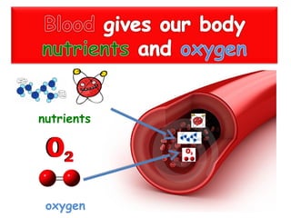 Circulatory system | PPT