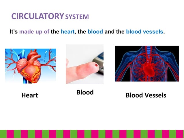 Circulatory system | PPT