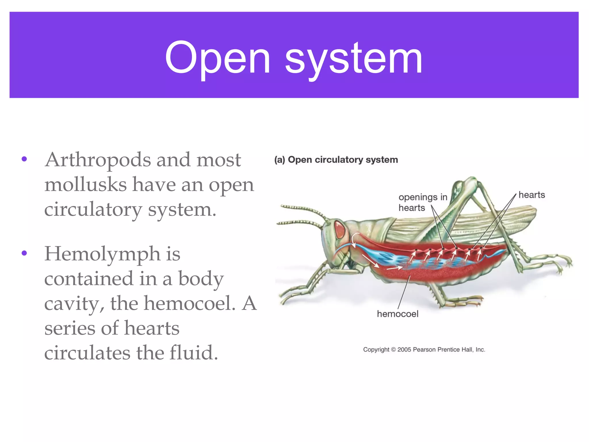 Circulatory system | PPT