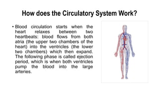 Circulatory system | PPTX