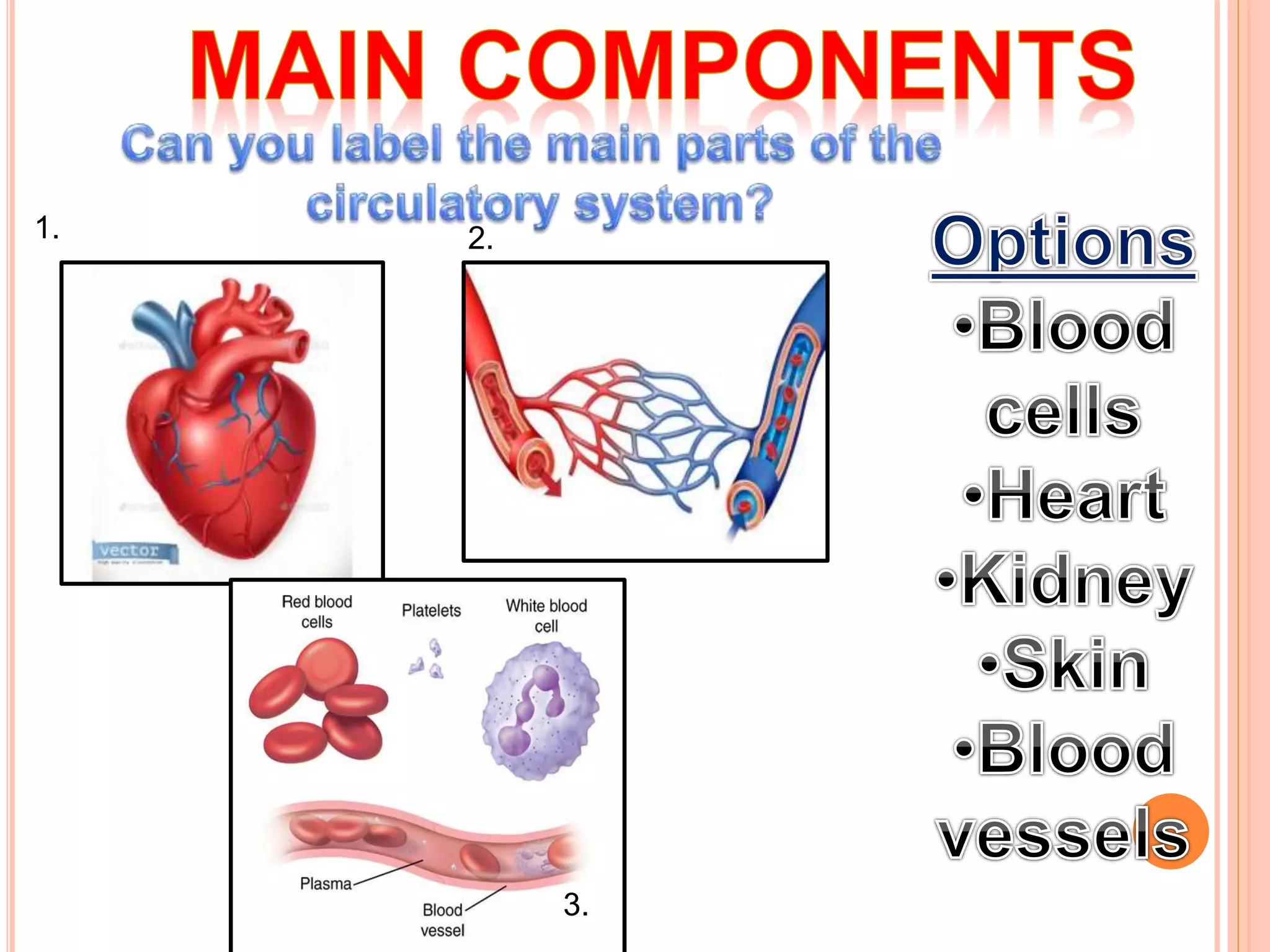 Circulatory system | PPT