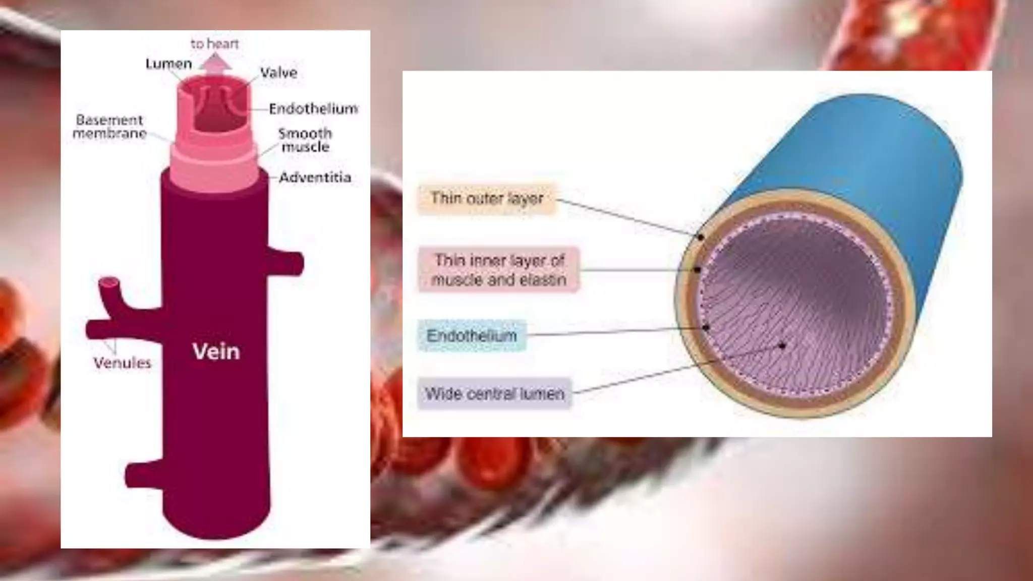 Cardiovascular System - Parts and Function | PPT
