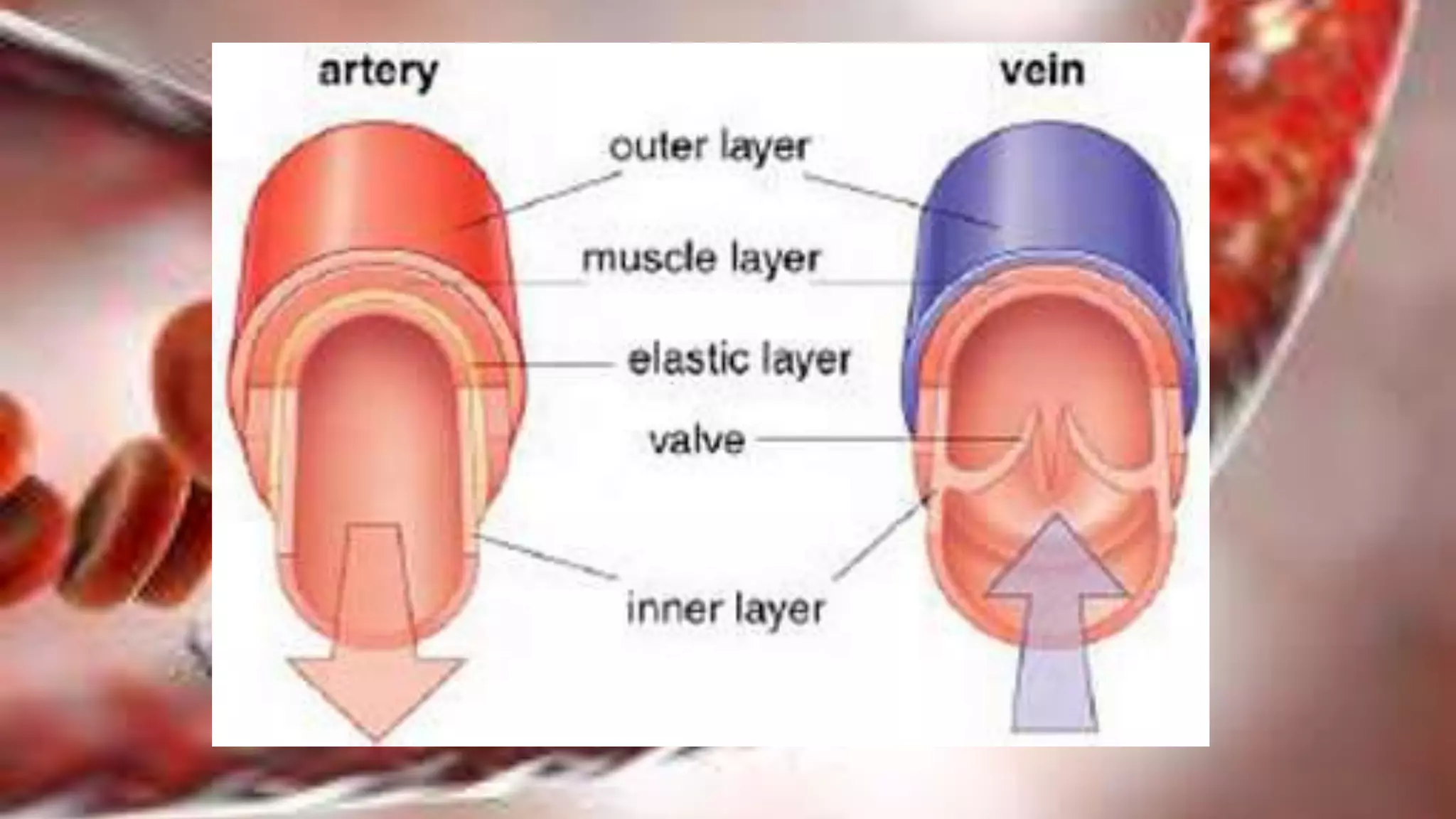Cardiovascular System - Parts and Function | PPT