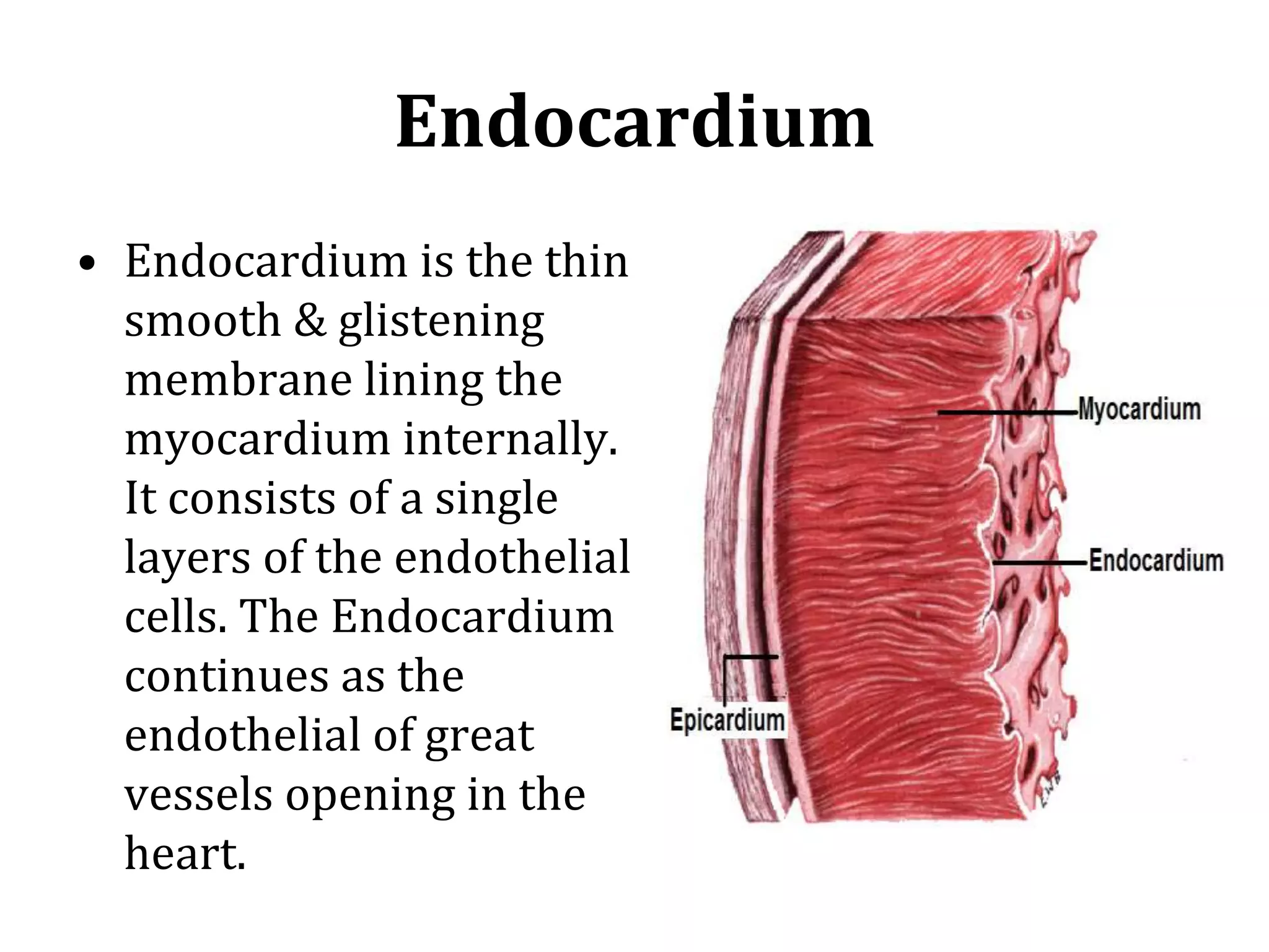 Anatomy of Circulatory system | PPT