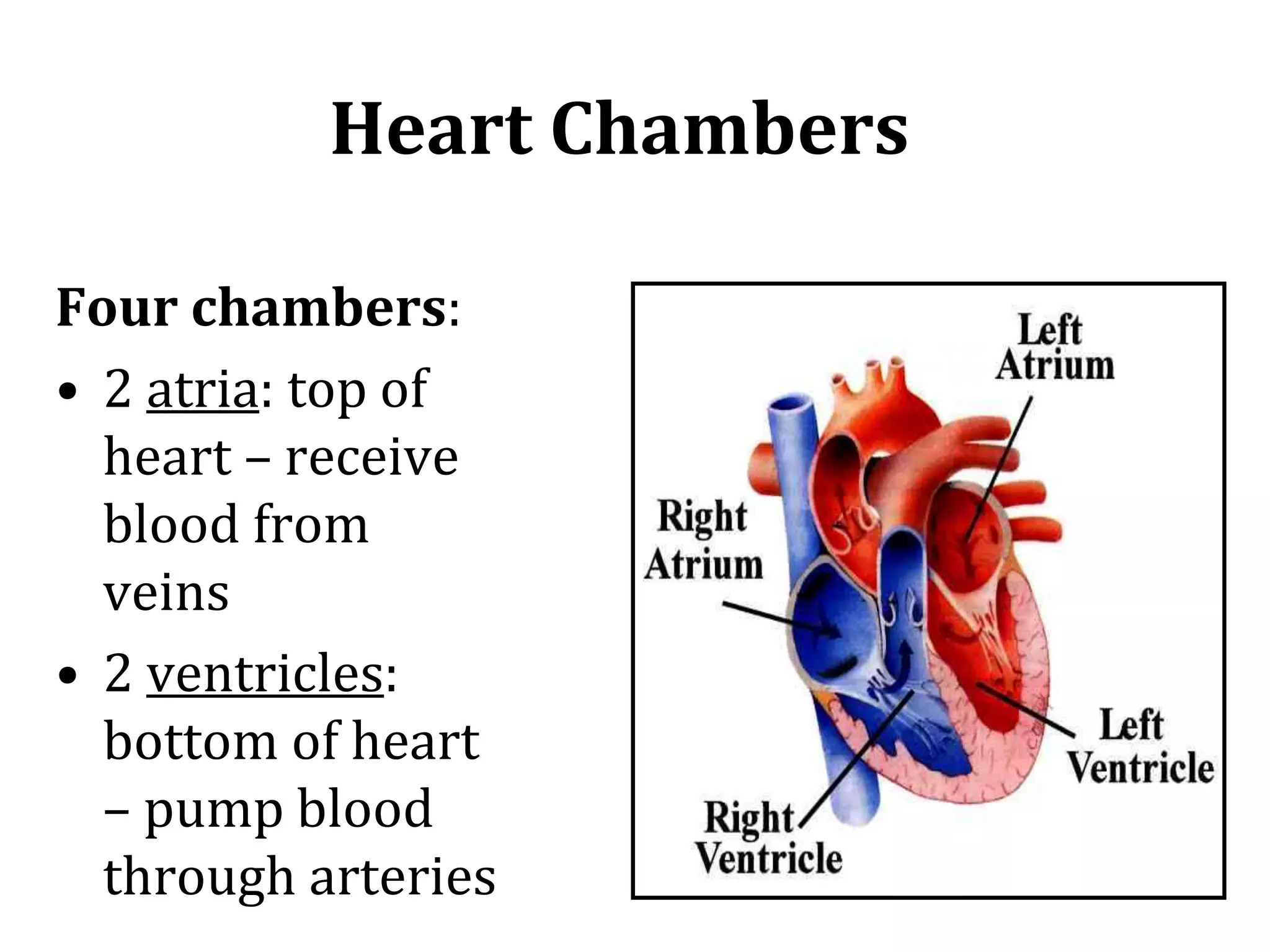 Anatomy of Circulatory system | PPT
