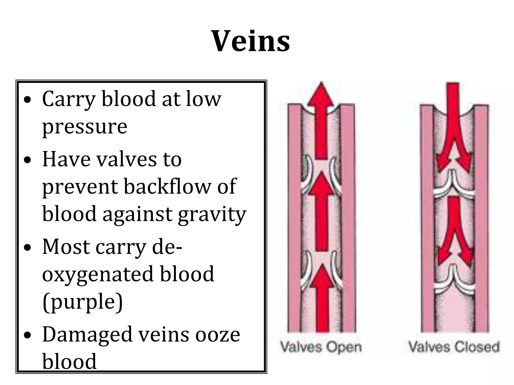 Anatomy of Circulatory system | PPT