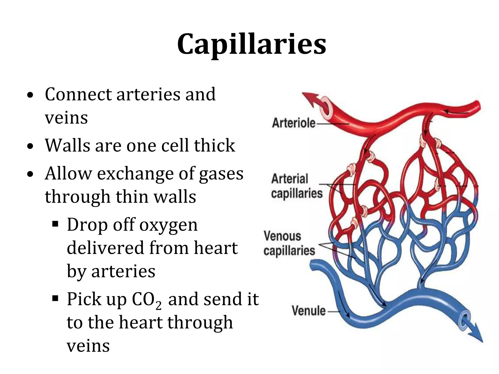 Anatomy of Circulatory system | PPT