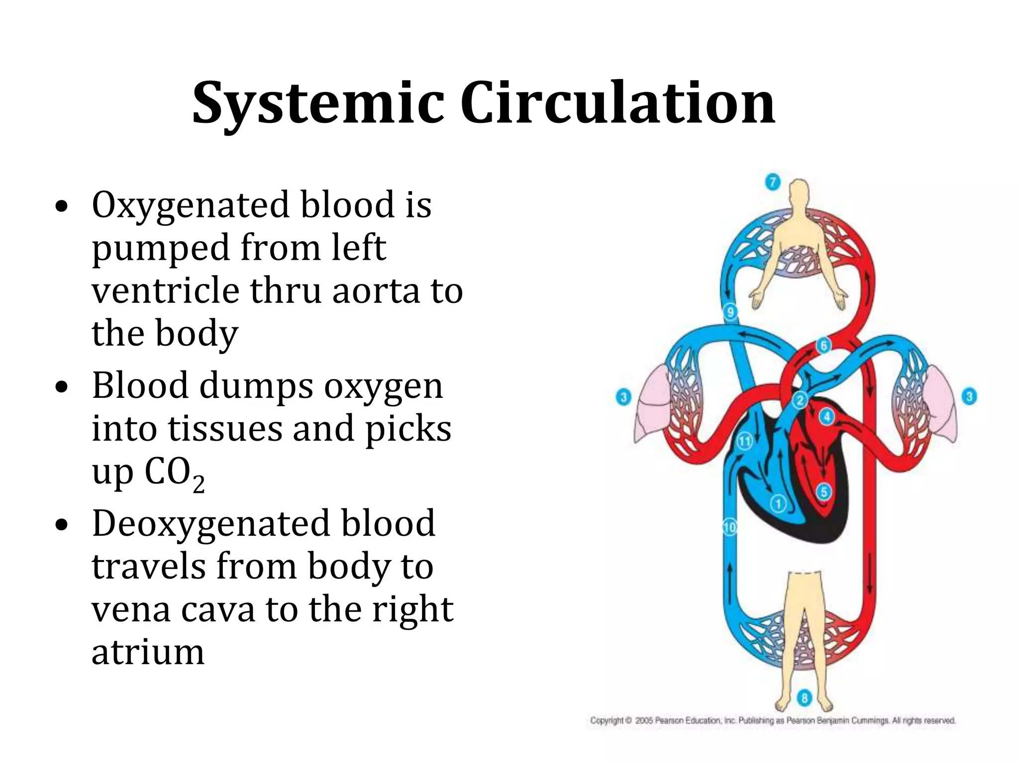 Anatomy of Circulatory system | PPT