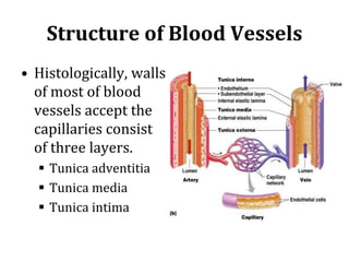 Anatomy of Circulatory system | PPT
