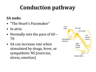 Anatomy of Circulatory system | PPT