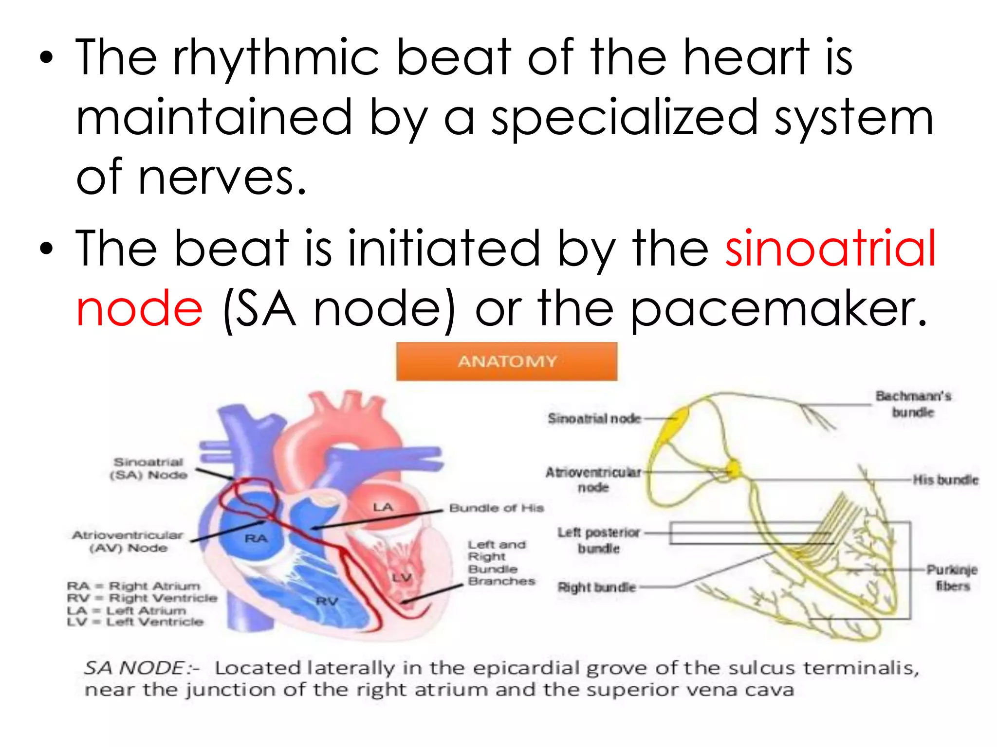 Circulatory system | PDF