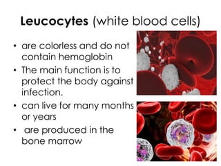Circulatory system | PPT
