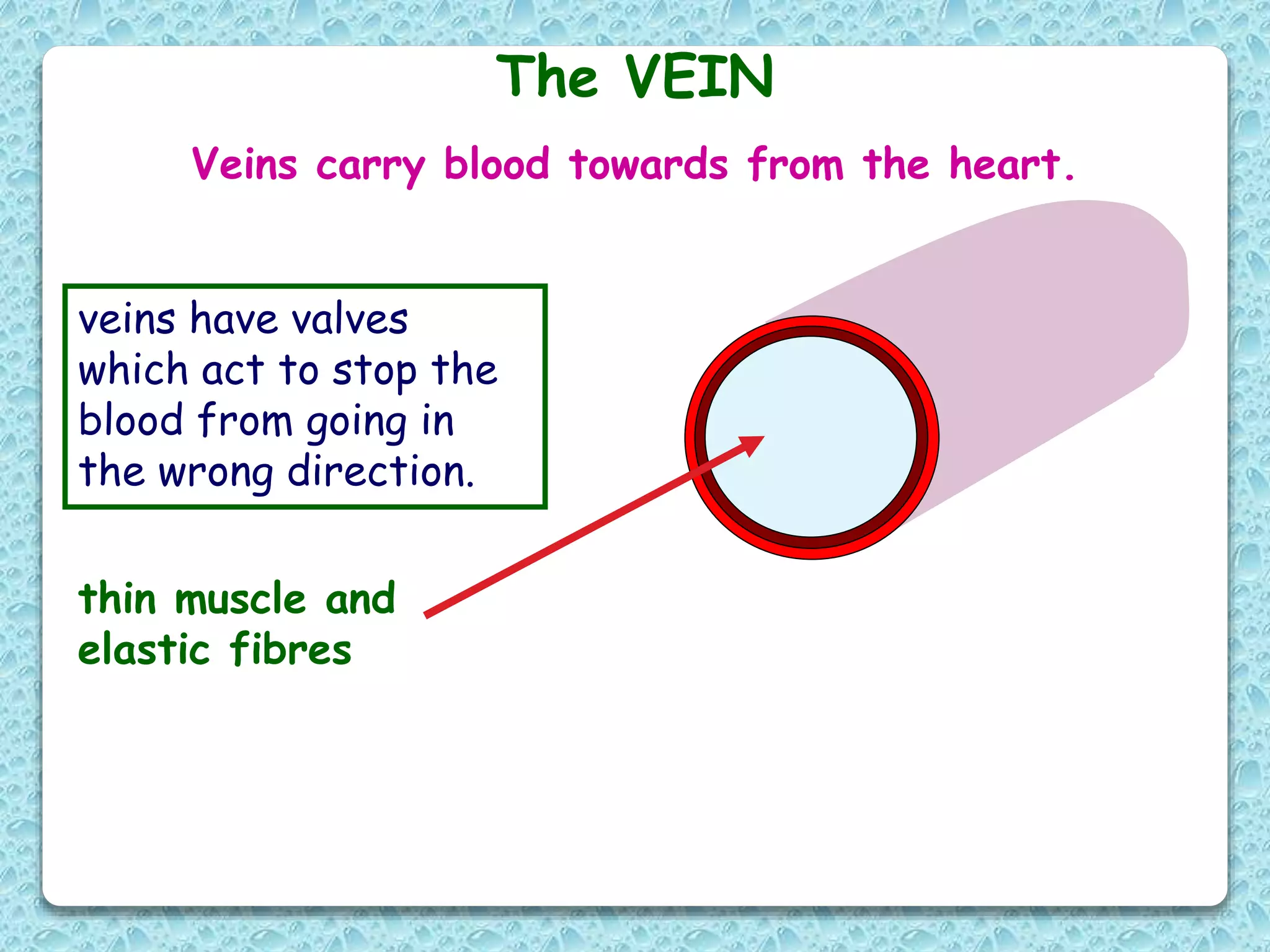 Circulatory system | PPT