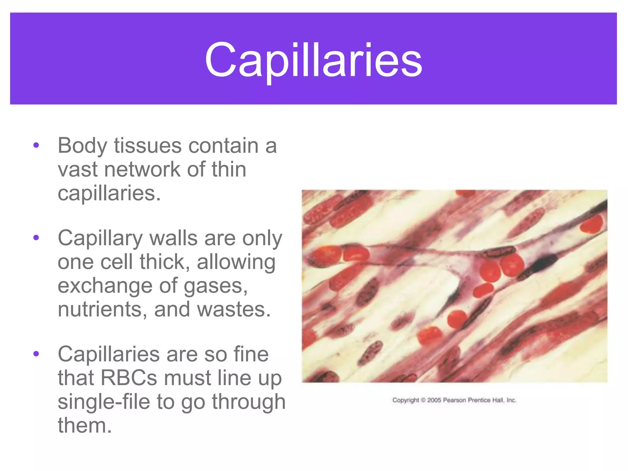 Circulatory system | PPT
