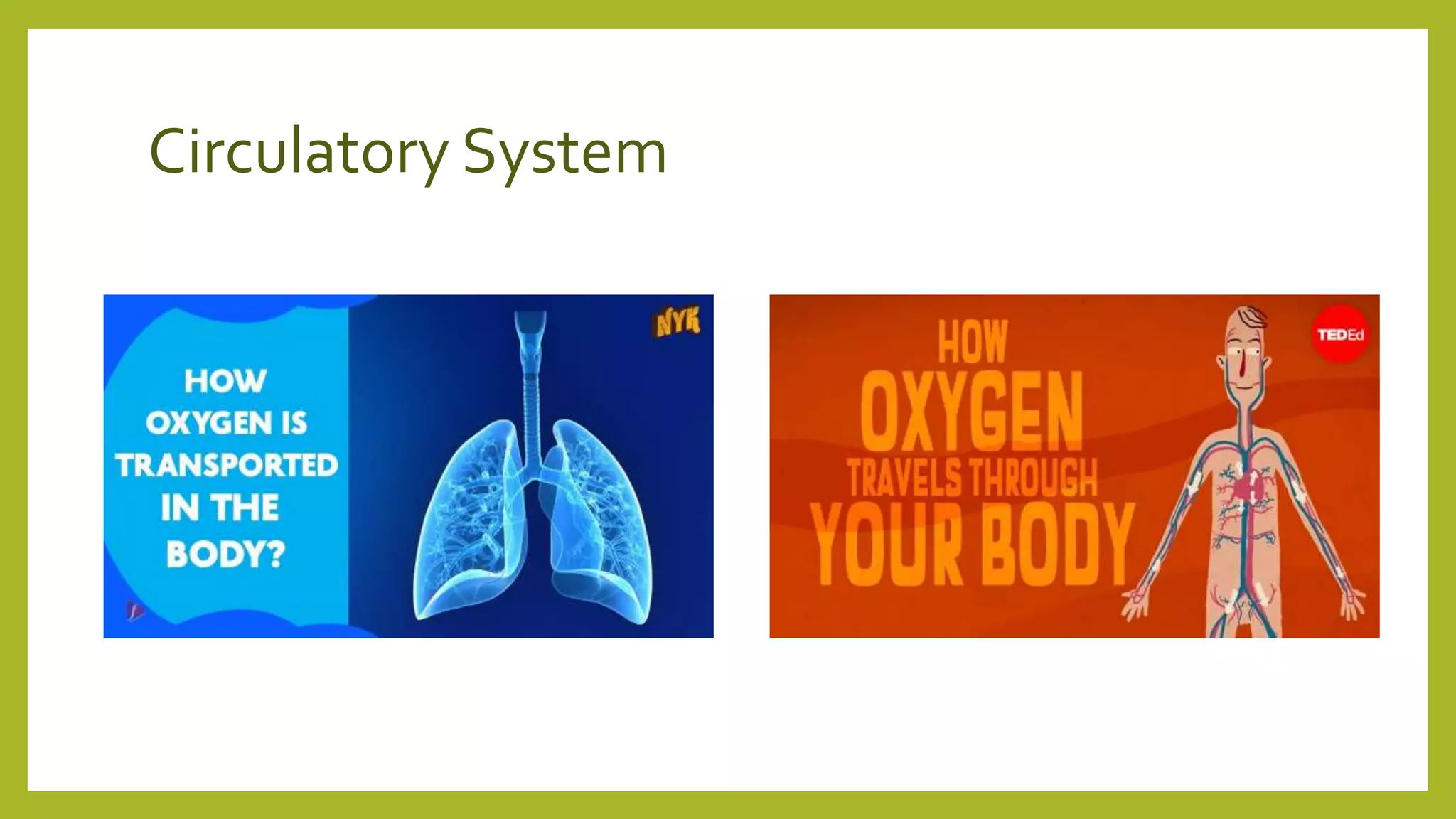 Circulatory system | PPTX
