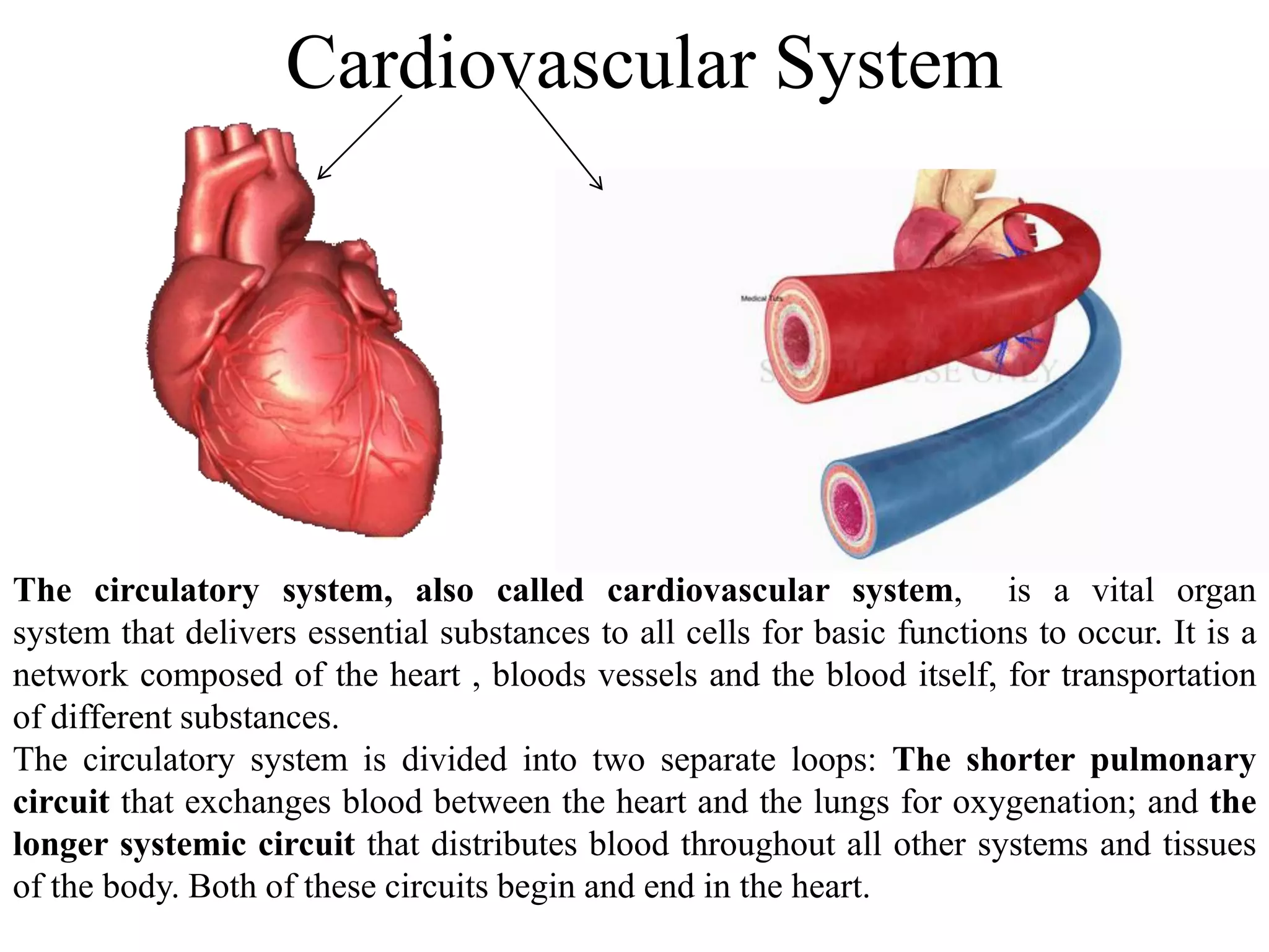 Circulatory system | PDF | Blood Disorders | Diseases and Conditions