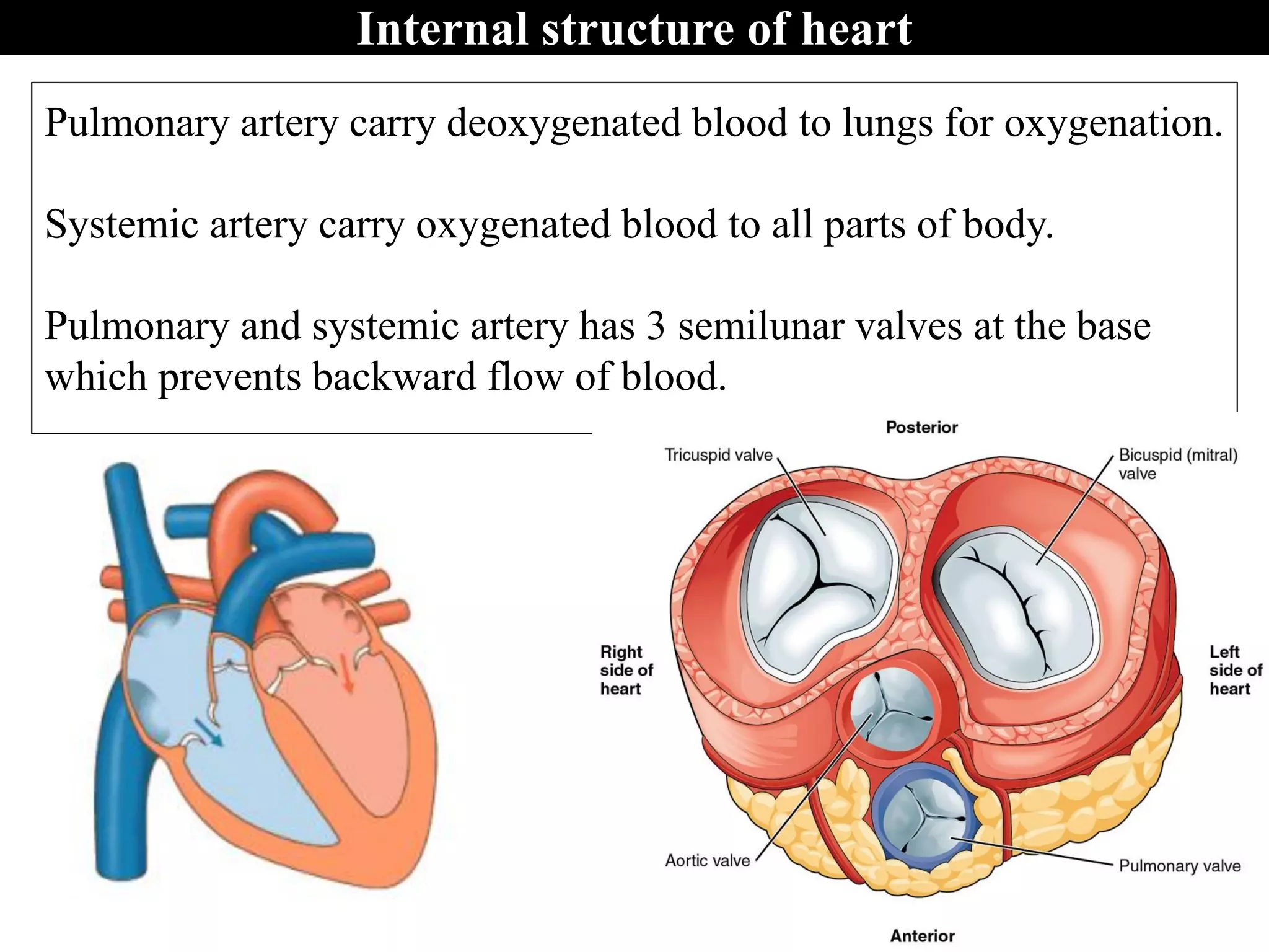 Circulatory system | PDF | Blood Disorders | Diseases and Conditions