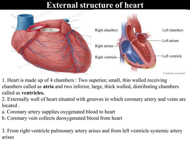 Circulatory system | PDF | Blood Disorders | Diseases and Conditions