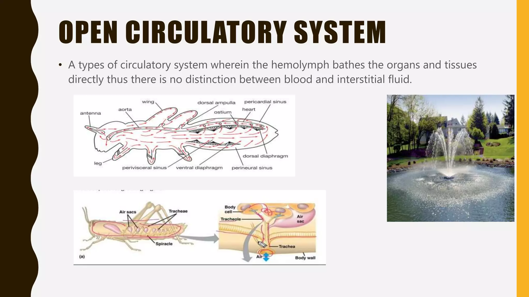 Circulatory system | PPT