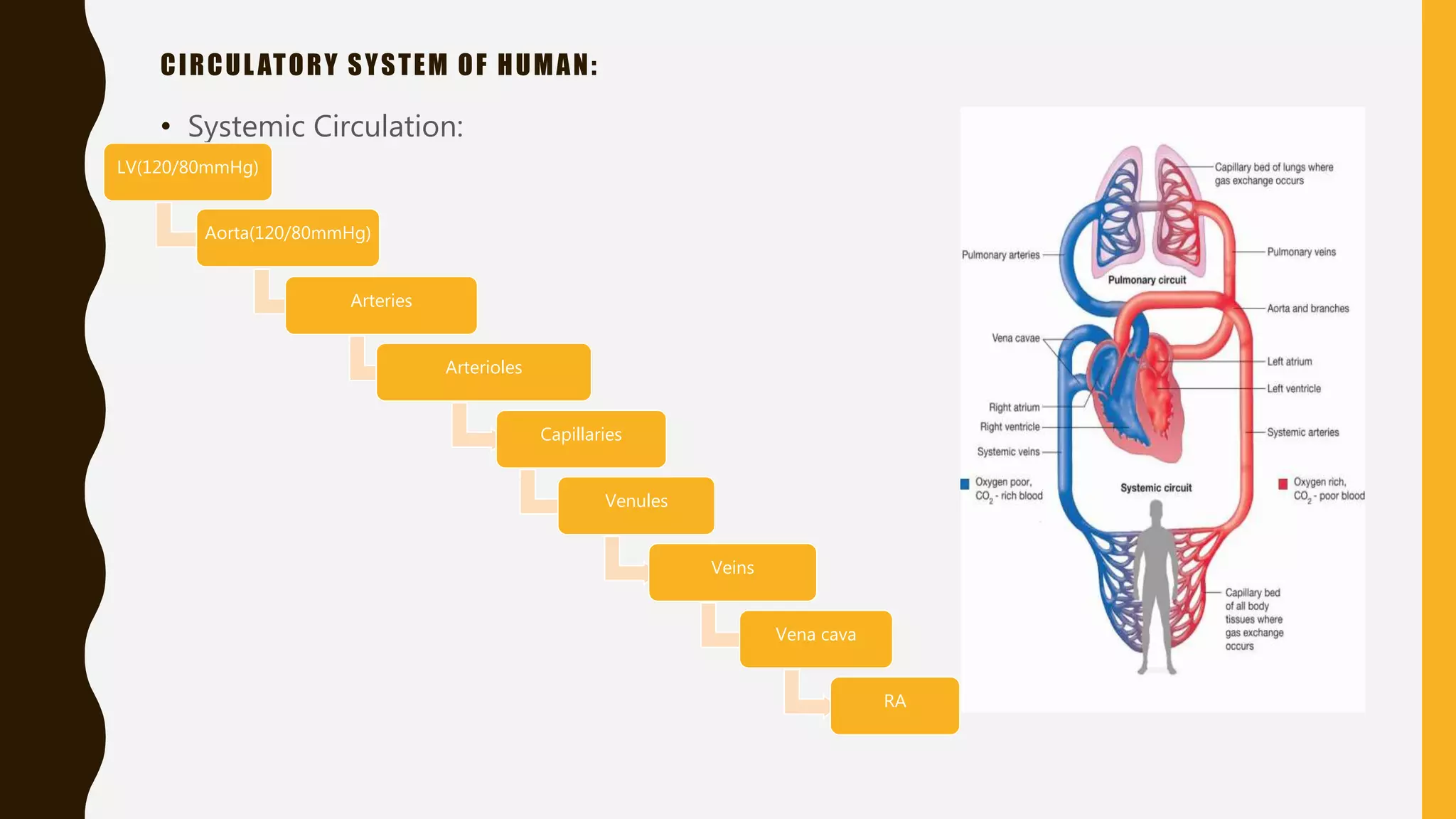 Circulatory system | PPT