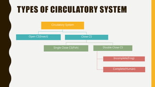 Circulatory system | PPT