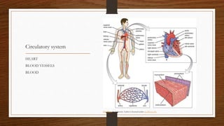 Circulatory system.pptx copy 1 | PPT