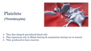 Circulatory system | PPTX | Blood Disorders | Diseases and Conditions
