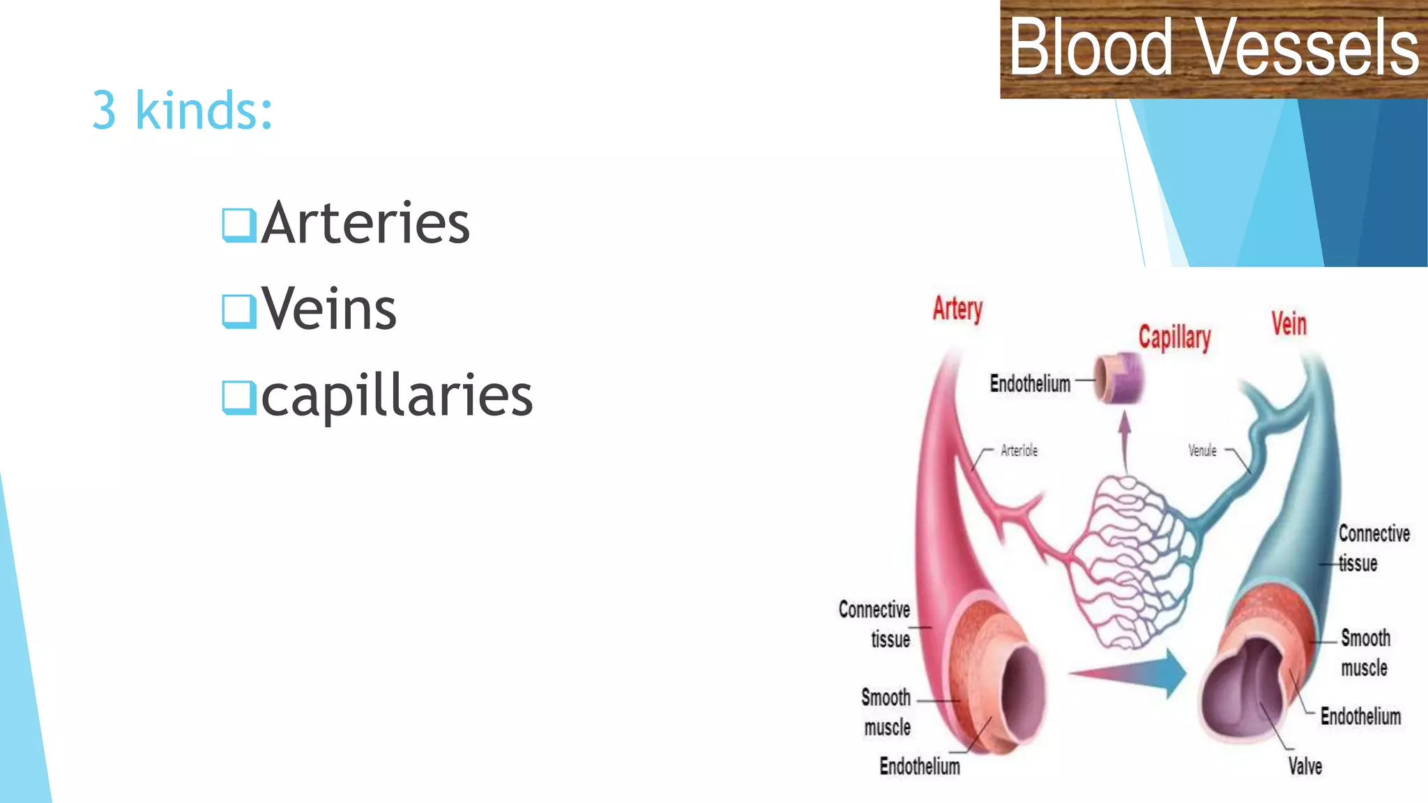 Circulatory SYSTEM.pptx