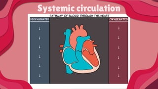 Circulatory system | PPTX