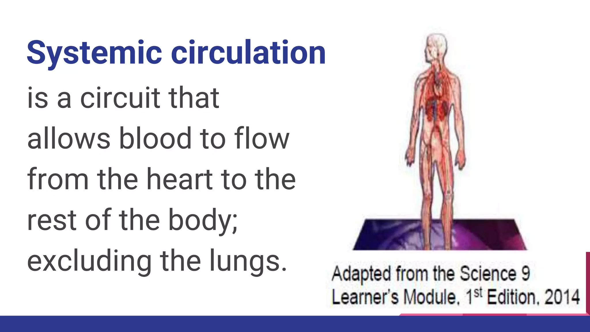 Circulatory System.pptx
