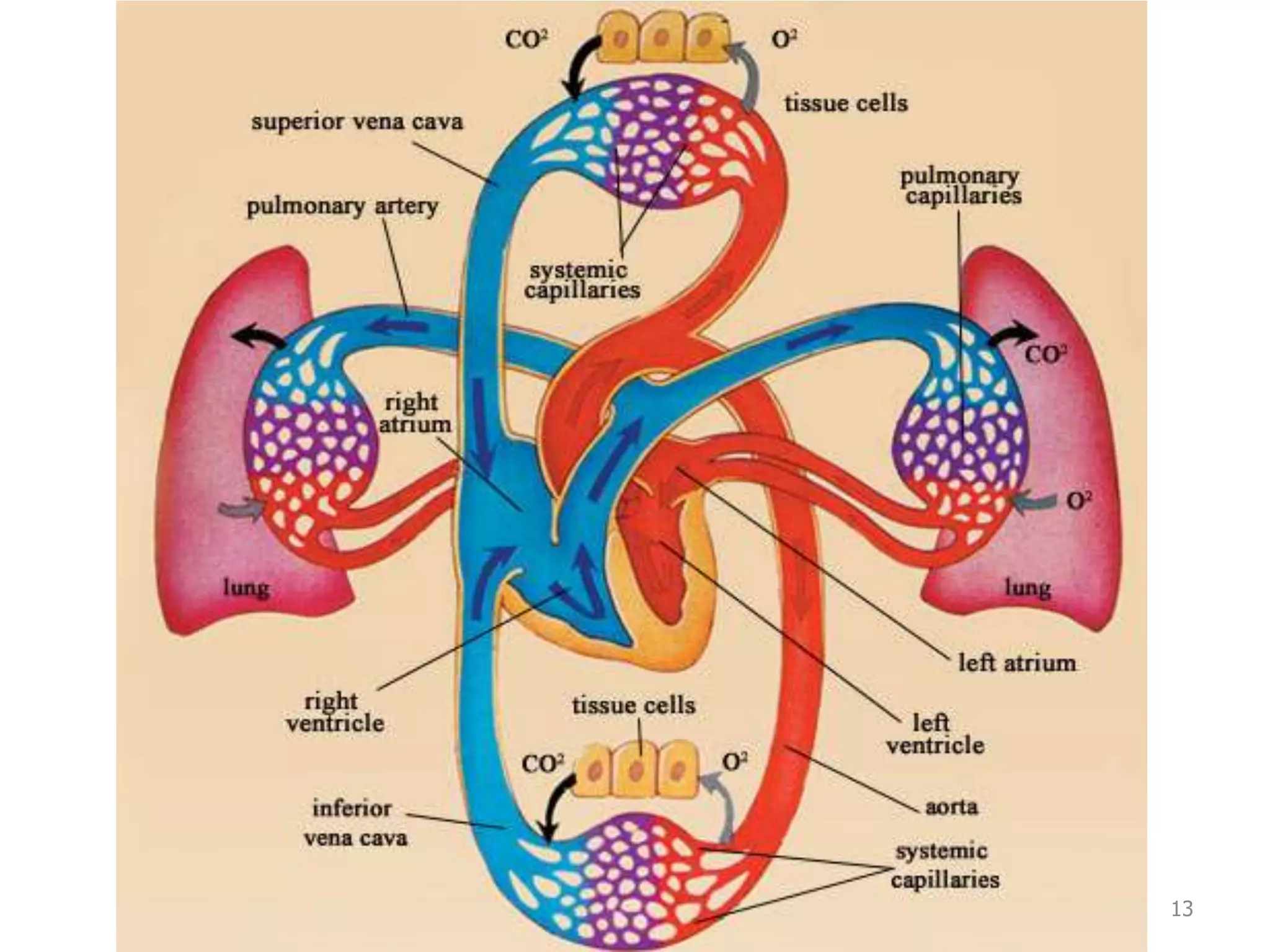 Circulatory system.ppt