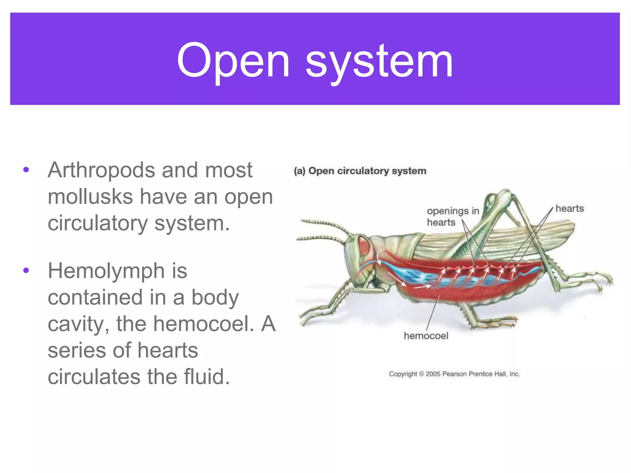 circulatory_system.ppt | Blood Disorders | Diseases and Conditions