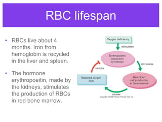circulatory_system.ppt | Blood Disorders | Diseases and Conditions