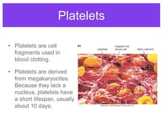 circulatory_system.ppt | Blood Disorders | Diseases and Conditions