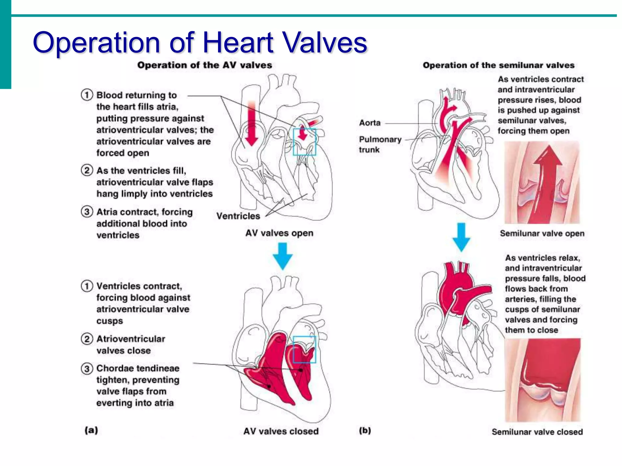 CIRCULATORY SYSTEM.pptx
