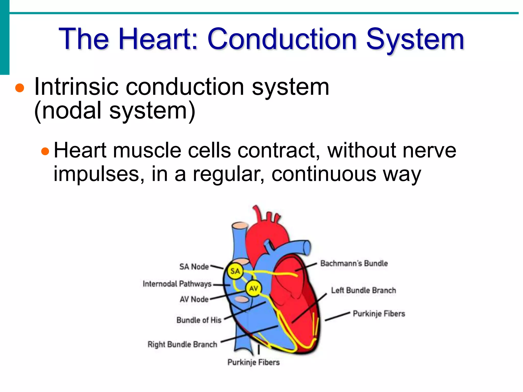 CIRCULATORY SYSTEM.pptx