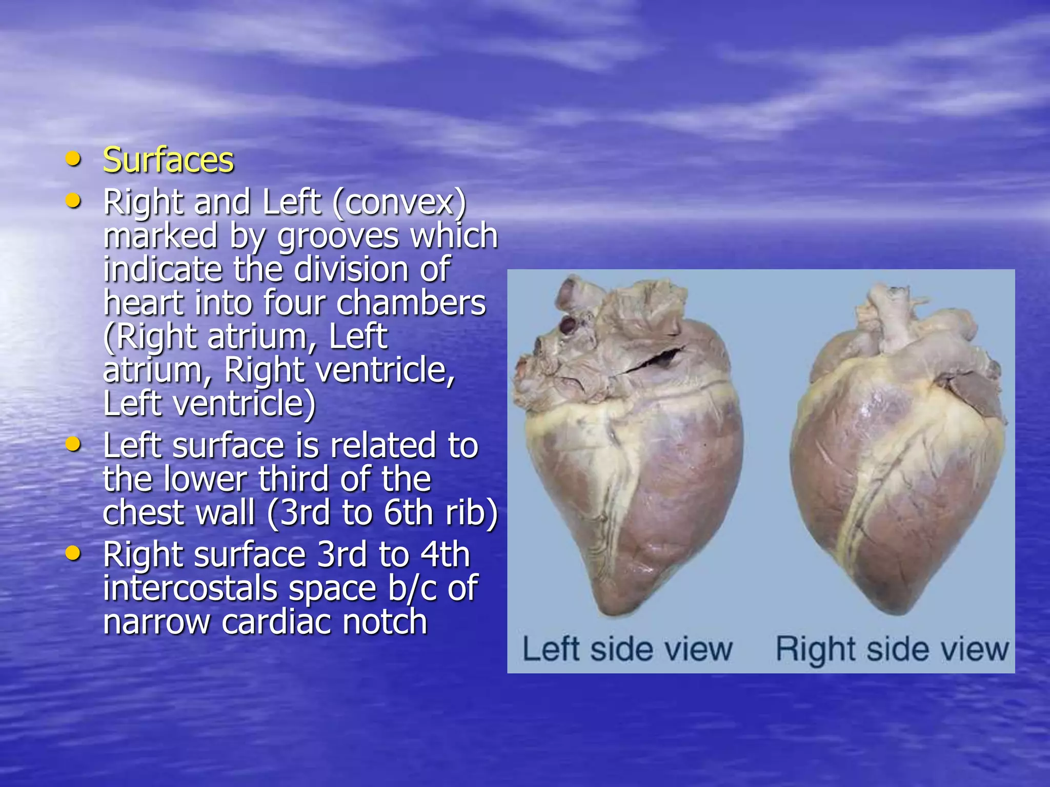 Circulatory System.ppt