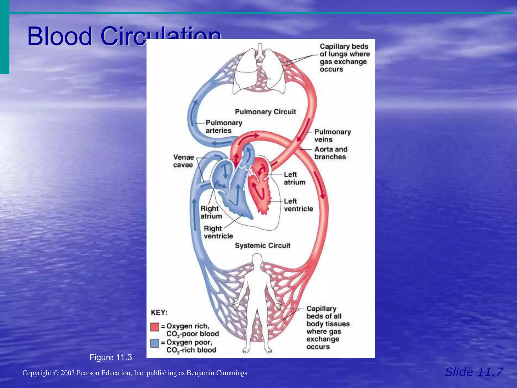 Circulatory System.ppt