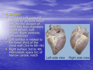 Circulatory System.ppt