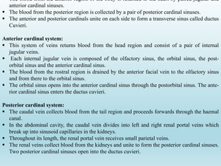 Circulatory system.pptx