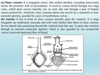 Circulatory system.pptx