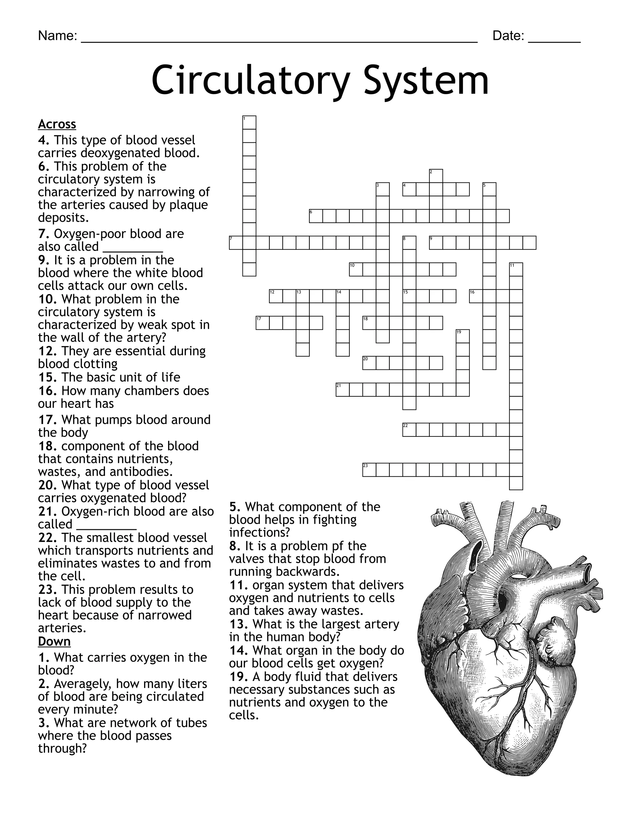 Circulatory_System.pdf