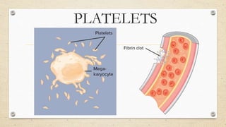 CIRCULATORY SYSTEM.pptx
