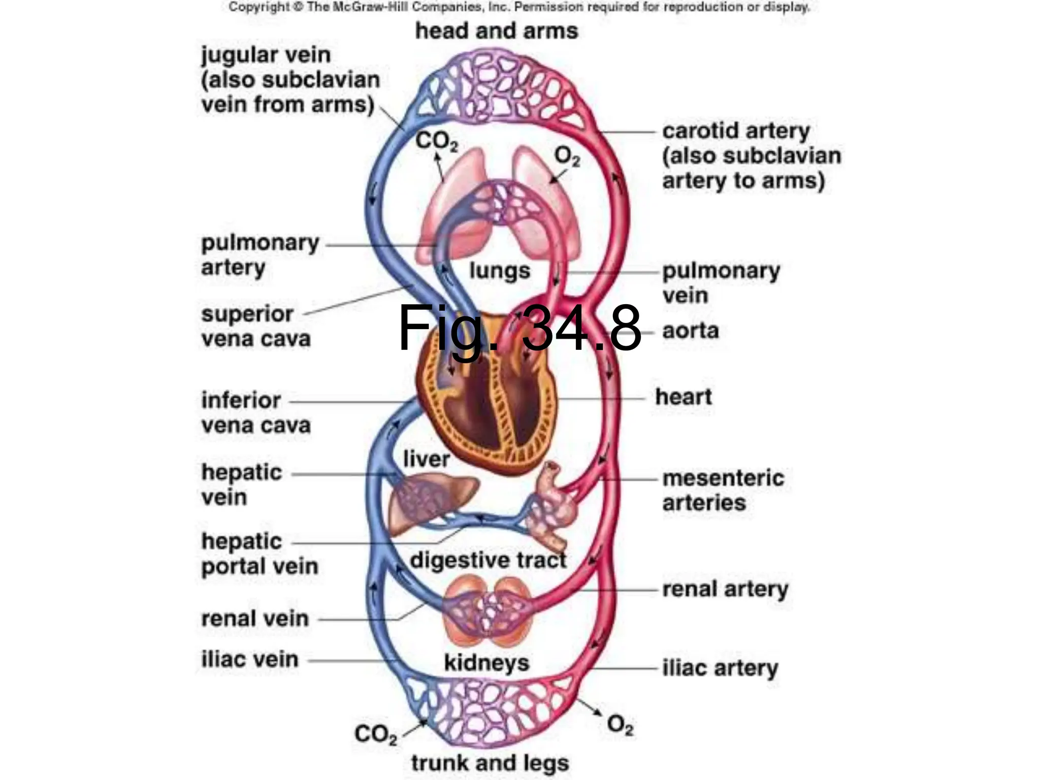 CIRCULATORY SYSTEM, Blood, heart and blood vessels.ppt