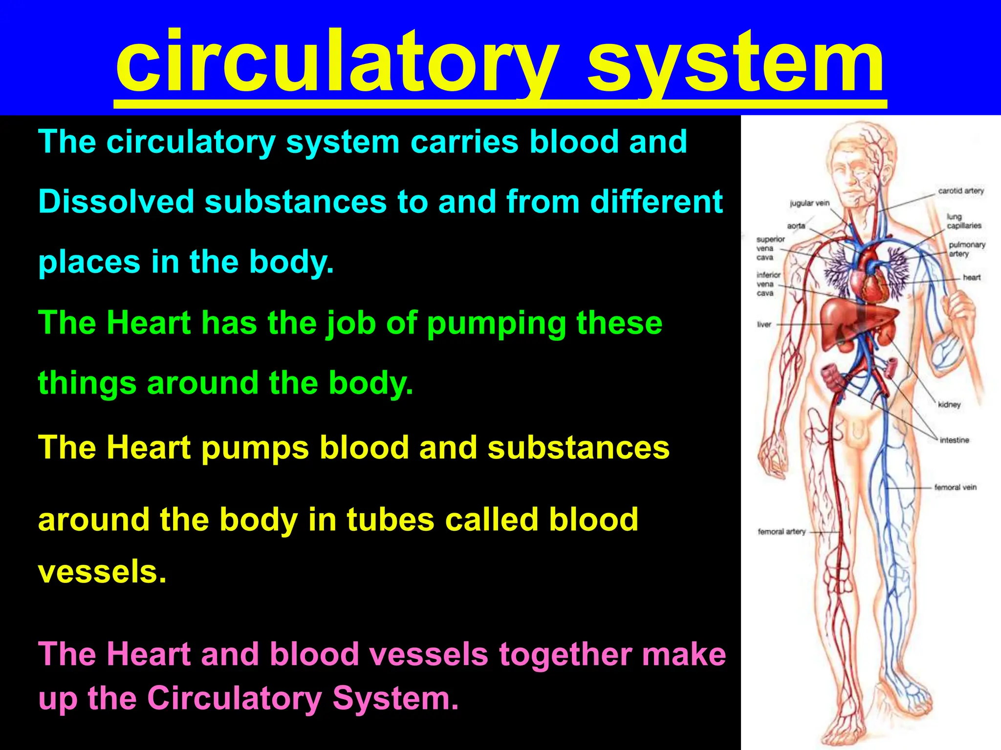CIRCULATORY SYSTEM, Blood, heart and blood vessels.ppt