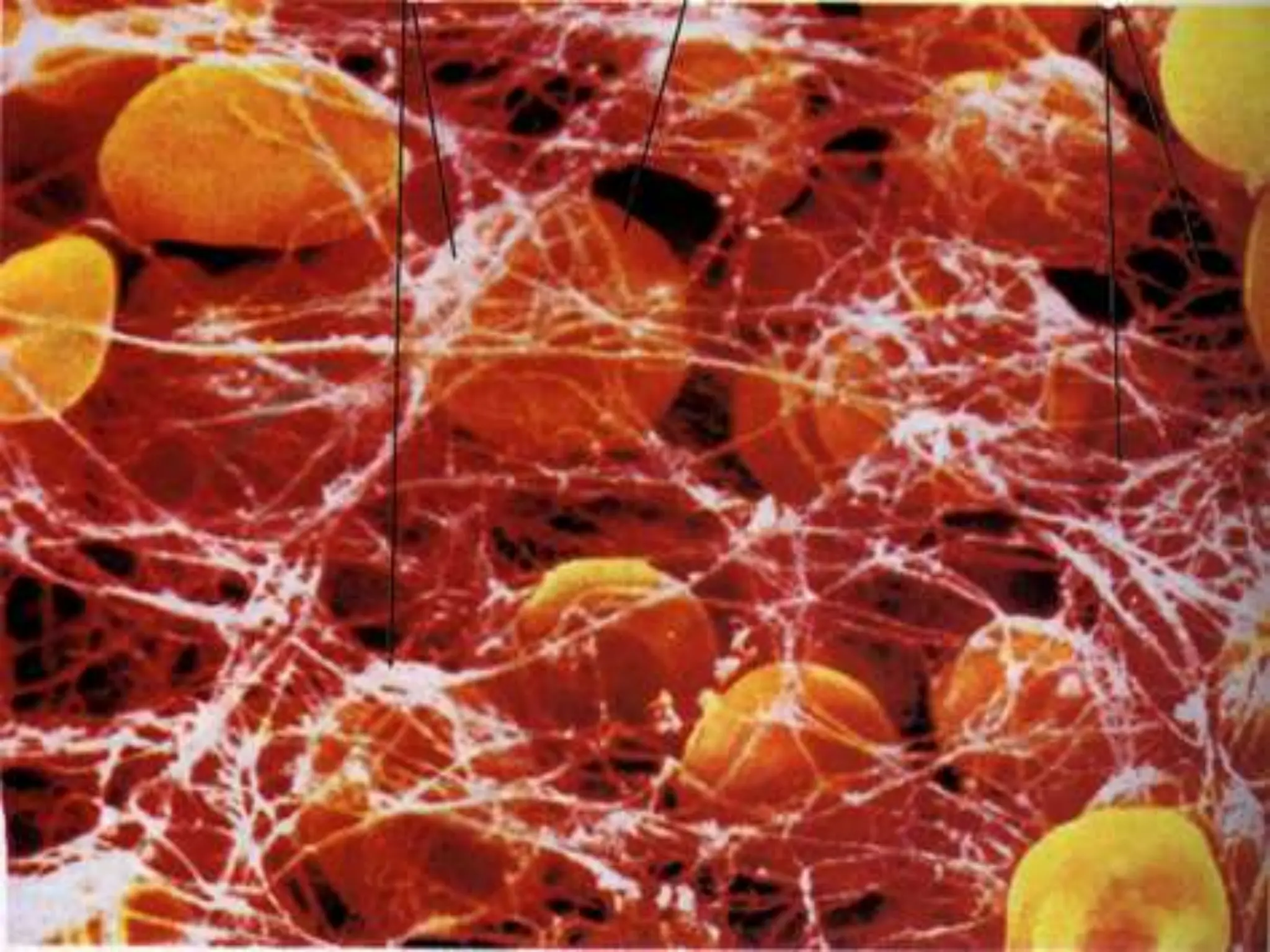 CIRCULATORY SYSTEM, Blood, heart and blood vessels.ppt