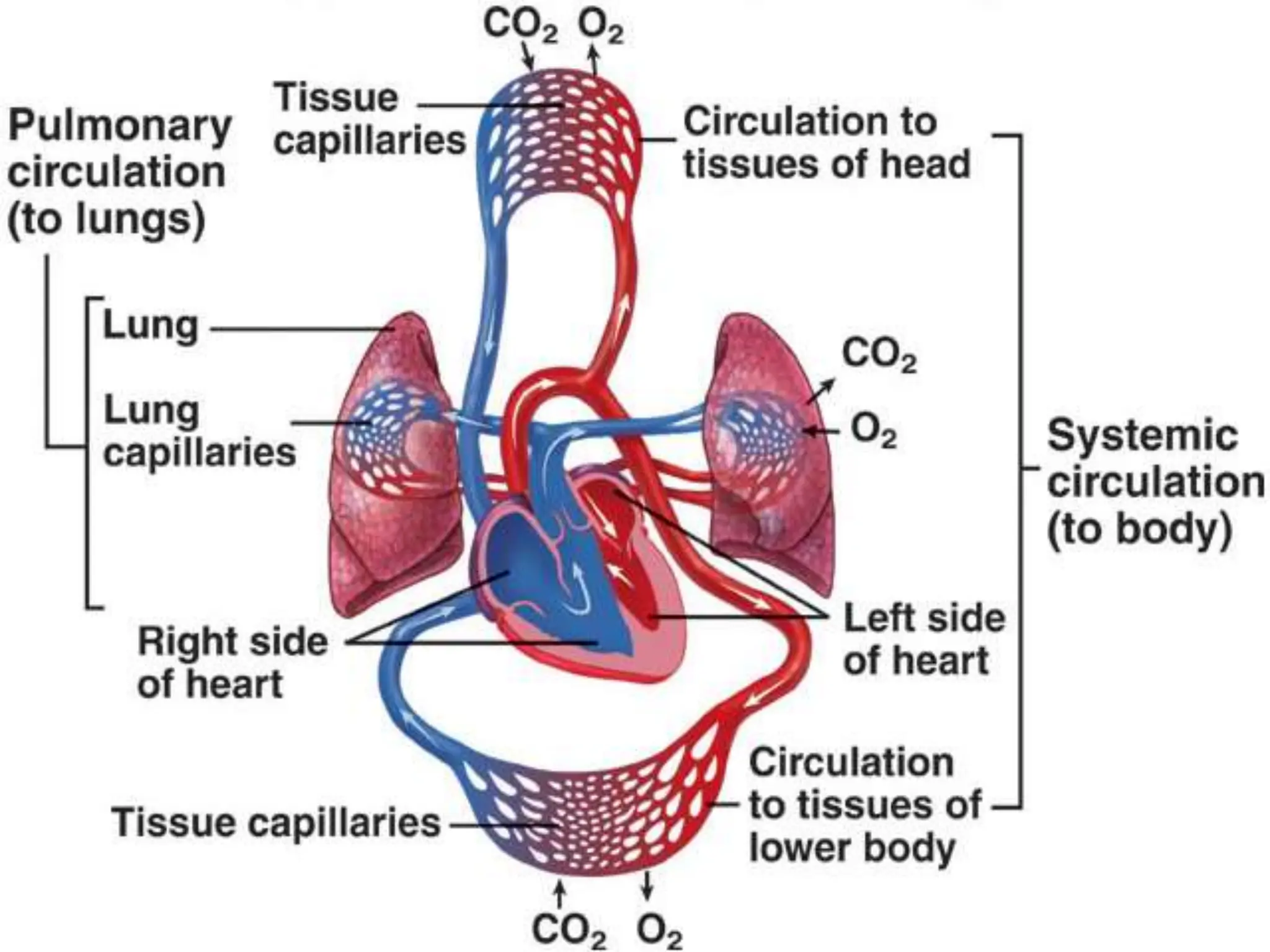 CIRCULATORY SYSTEM, Blood, heart and blood vessels.ppt | Heart and ...