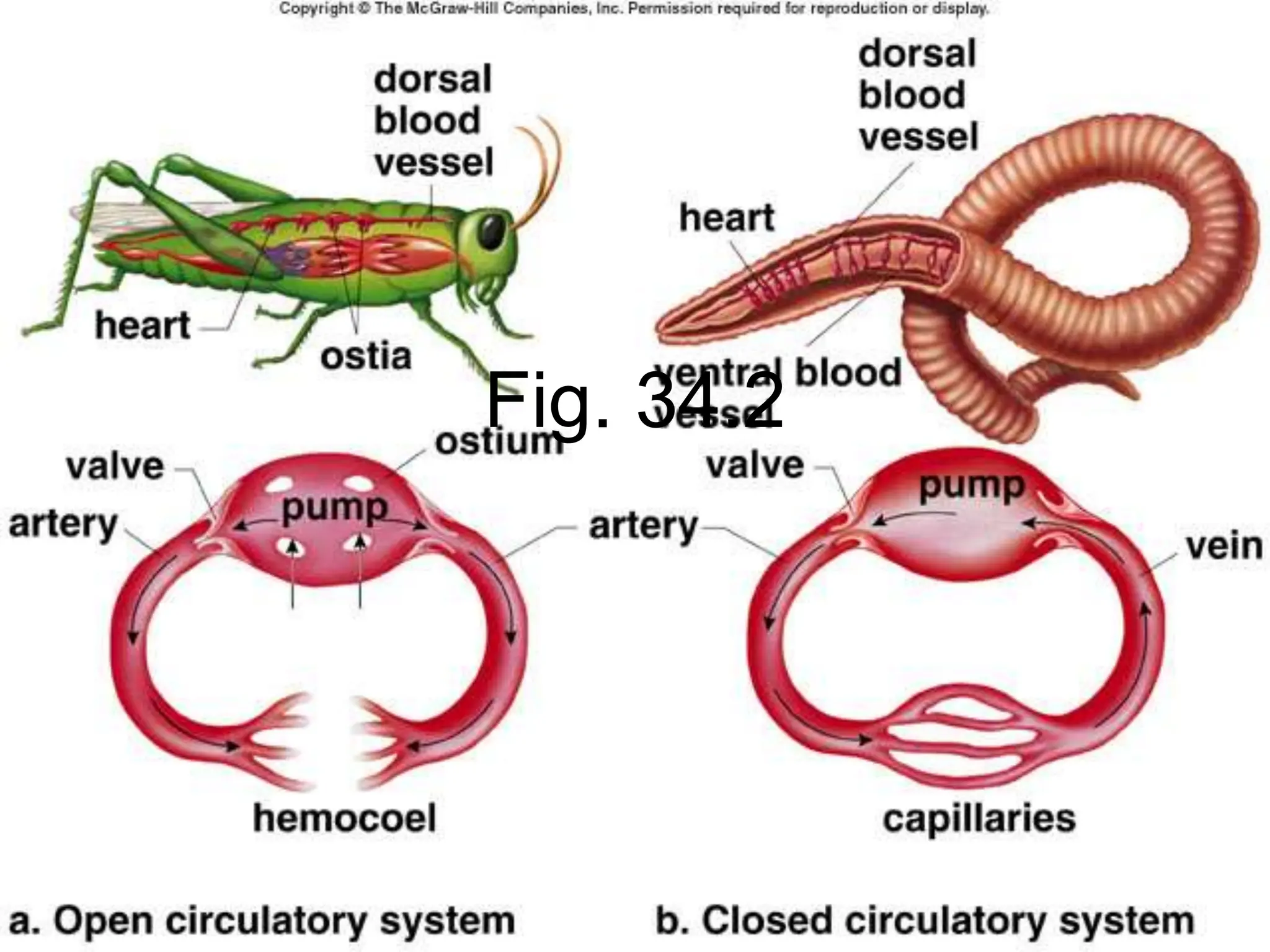 CIRCULATORY SYSTEM, Blood, heart and blood vessels.ppt